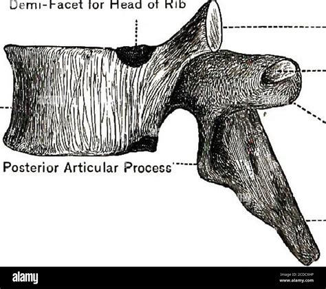 Transverse Process Of Thoracic Vertebrae