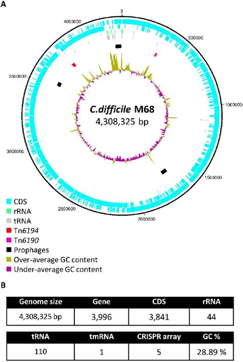 A Circular Representation Of The Genome Of C Difficile Strain M68 Rt