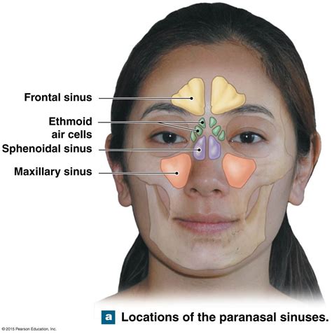 Maxillary Sinus