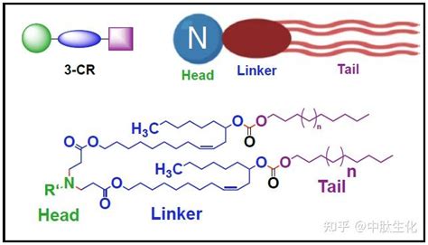 李博文等开发新型lnp载体，吸入后可实现对肺部的高效mrna递送及基因编辑 知乎