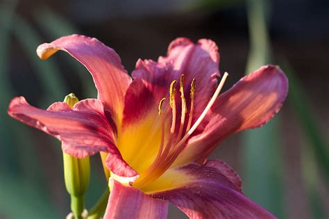 Безплатна снимка цвят растение цвете венчелистче ботаника флора диви цветя наблизо