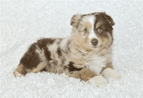 Pug Love 10 Of The Most Irresistible Pug Mixes Animal Corner