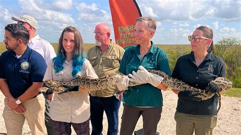Burmese Pythons In Florida Challenge Prizes Hunt Rules Bounty Map