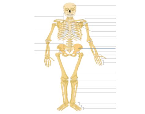 Appendicular Skeleton Labeling Quiz Worksheets Library