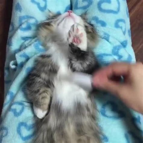 He Loves His Tiny Comb Scrolller