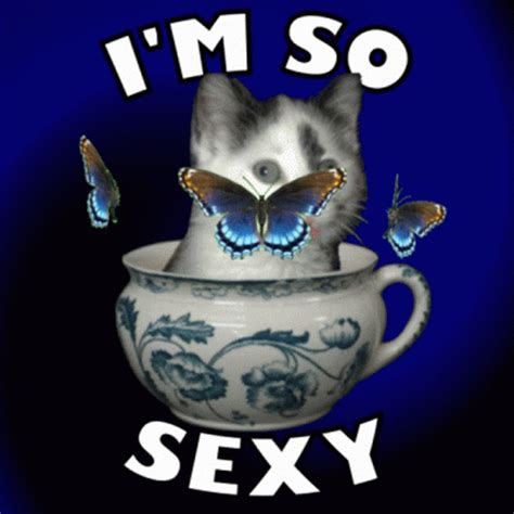 Im So Sexy Sexy Kitten Gif Im So Sexy Sexy Kitten Cute Kitten Discover Share Gifs