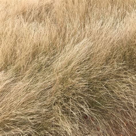 Dry Tall Grass For Ground Surfaces In Pbr Texture Aitextured