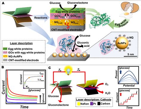 Figure 1 From Redox Mediated Gold Nanoparticles With Glucose Oxidase And Egg White Proteins For