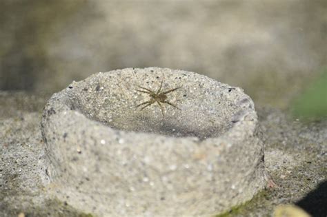 Wolf Spider A Species From The Genus Pardosa Such As Pardosa Milvina