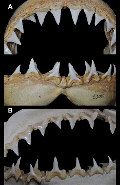 Carcharodon Carcharias Linnaeus 1758 A Sex Unknown Tl Unknown Off Download Scientific