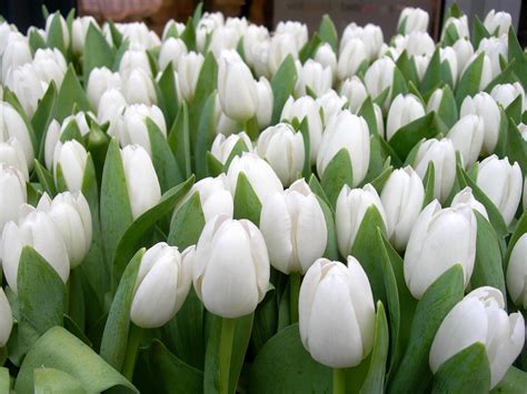 배경 화면 많은 흰색 튤립 꽃 녹색 잎 봄 1920x1200 그림 이미지