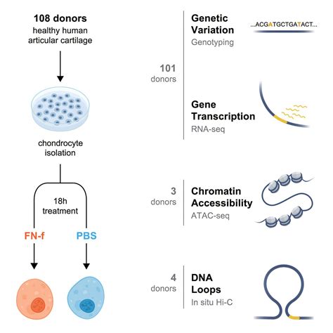 Sexually Dimorphic Dopaminergic Circuits Determine Sex Preference And Are Reversed By Stress