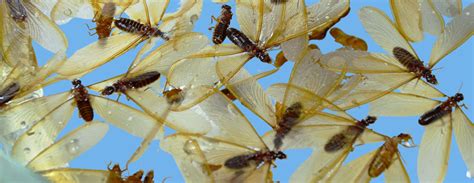 What Bugs Look Like Flying Termites Moxie Pest Control