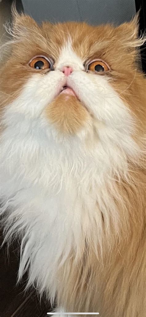 Wriggles Has Seen Too Much R Oneorangebraincell