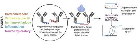 Olink Proteomics Analysis Service Mtoz Biolabs