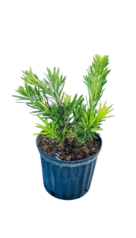 Dwarf Japanese Yew Podocarpus Macrophyllus ‘pringles Plants For Sale Miami We Ship In