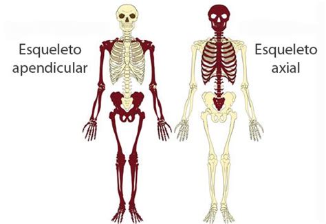 Sistema Oseo Huesos Del Cráneo
