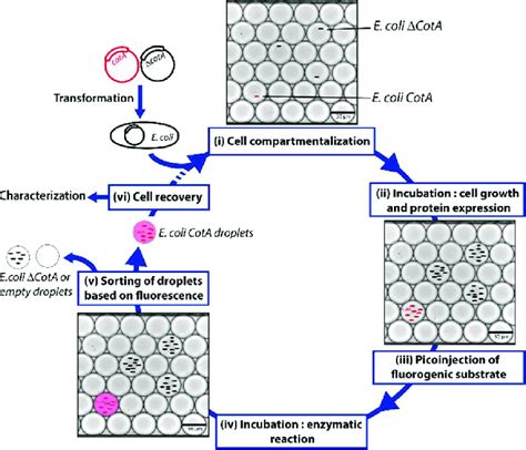 Schematic Of The Droplet Based Microfluidics Model Screening Platform Download Scientific