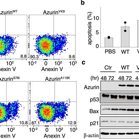 Pdf Structural Basis Of Bacterial Effector Protein Azurin Targeting Tumor Suppressor P53 And