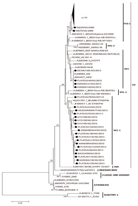 Phylogenetic Analysis Of The Vp2 Hypervariable Region Nucleotide Download Scientific Diagram