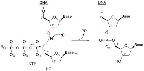 Biochemistry Is Water Released When A Phosphodiester Bond Is Made