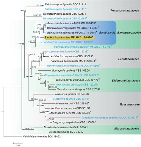 maximum likelihood raxml tree based on combined dataset of lsu ssu