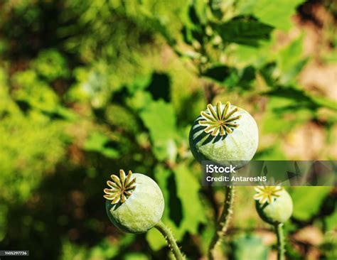 Achene Dengan Biji Tanaman Poppy Yang Matang Batang Dan Kotak Dengan Biji Poppy Merah Obat Foto
