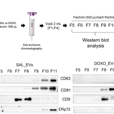 Diagram Illustrating Isolation Of Serum Evs Using Size Exclusion