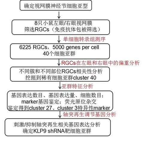 文献解读 10× Genomics单细胞转录组测序确定视网膜神经节细胞亚型 知乎