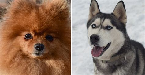 폼스키 성격 및 특징 크기가 작은 견종이 아니에요 비마이펫 라이프