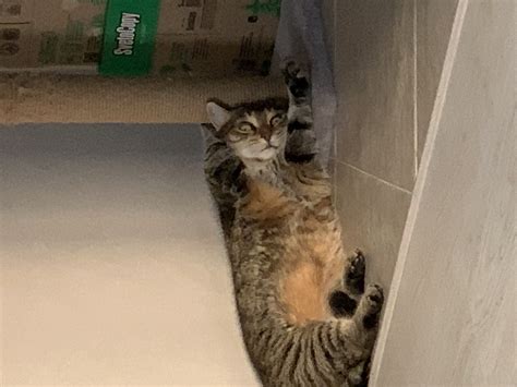 Dog Fuck Collection Opensea