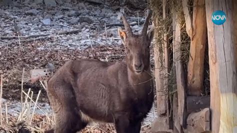 Къде живеят единствените алпийски козирози в България Nova