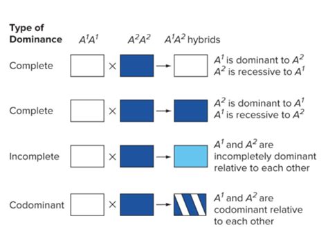 Genetics Lecture 3 Flashcards Quizlet