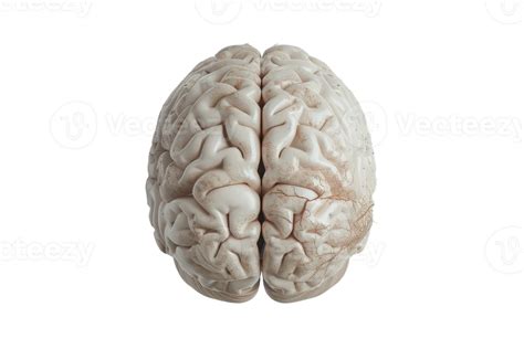 High Resolution Image Of A Human Brain Showcasing Intricate Details Of The Cerebral Cortex