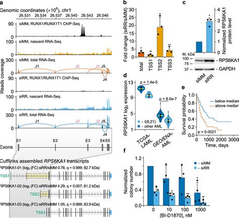knockdown of runx1 runx1t1 leads to differential splicing of rps6ka1