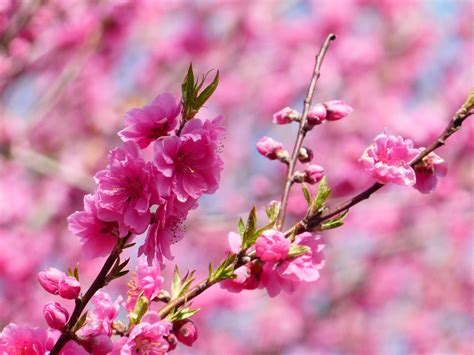 安楽寺の桃の花が見頃を迎えている 大道無門 パソコンとインターネット 楽天ブログ