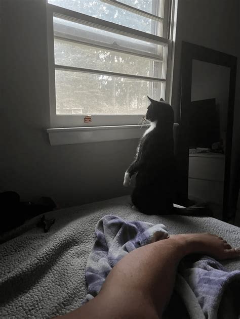 Cat R Catsstandingup