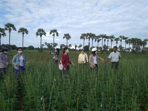 ပခုက္ကူမြို့တွင် ဂျပန်ဈေးကွက်ဝင်နှမ်းနက်များ Gap နည်းဖြင့်စိုက်ပျိုး