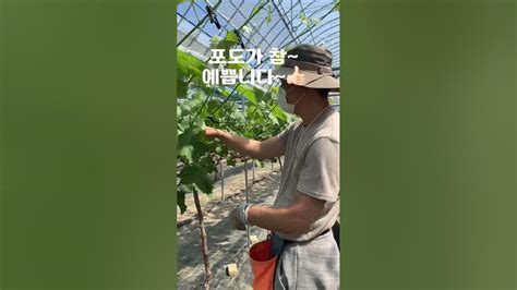 화수정리 임박샤인머스켓 화수시기 Youtube