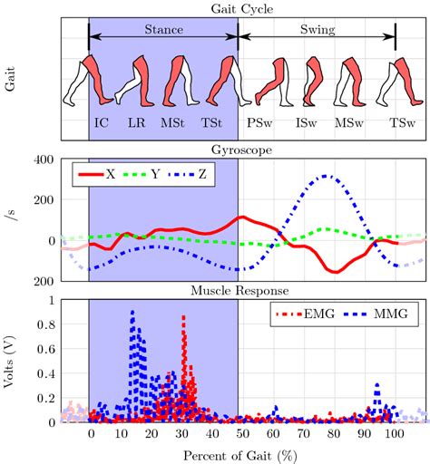 Gait Cycle Muscle Activity