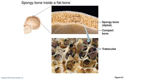 Bone And Muscle Review Chapters 6 And Ppt Download
