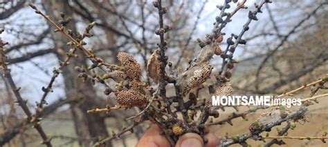 АРХАНГАЙ Ойн хөнөөлт шавжтай тэмцэх бактерийн био бэлдмэл иржээ