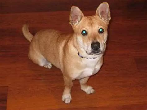 Israbi Basset Hound Mix With Corgi