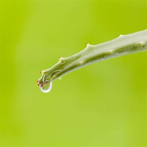 Premium Photo Close Up Of Wet Plant Premium Photo Close Up Of Wet Plant