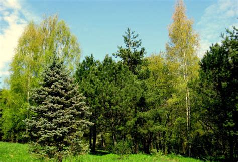 Доклад леса России — хвойные смешанные широколиственные