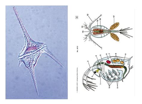 Dinoflagellates Microscope Slide
