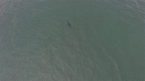 Shark Modeling Object Detection Dataset And Pre Trained Model By Public Shark Model