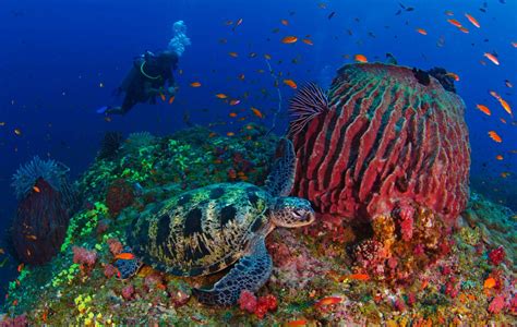 The Conservation Paradox Missing The Meadows For The Green Turtles Roundglass Sustain