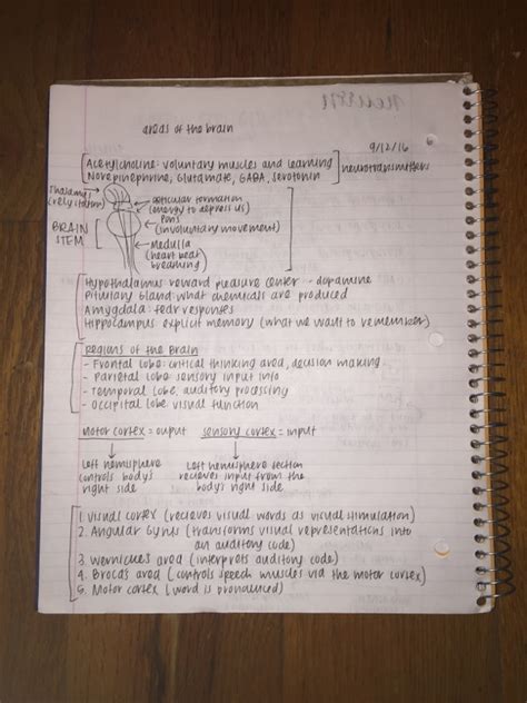 Brain Structures Psychology 1010