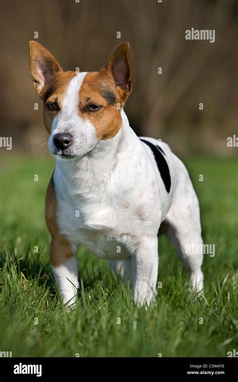 Smooth Coat Jack Russell Terrier This Cute Jack Russell Terrier 🐶